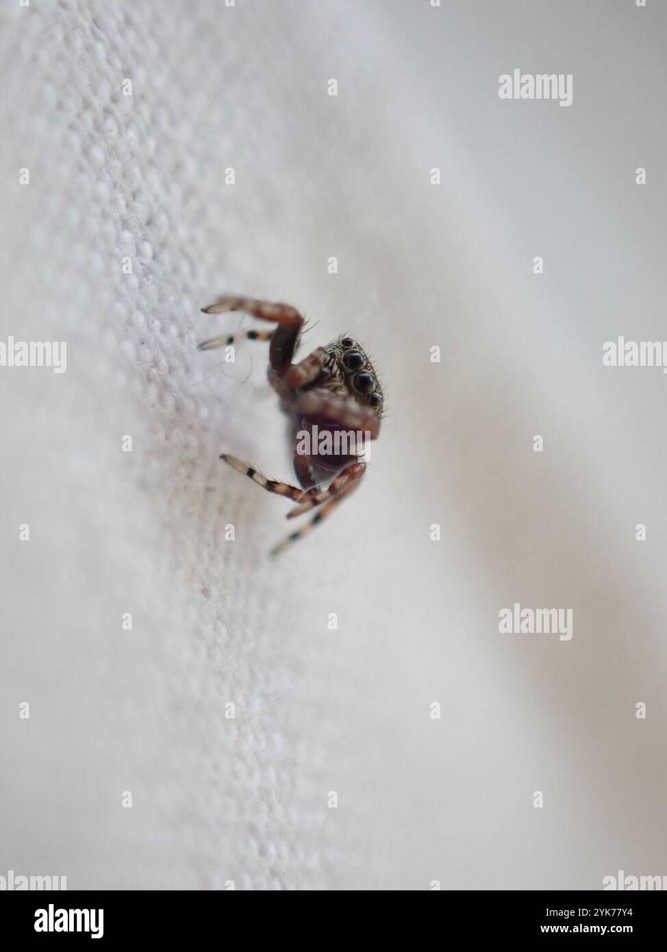 Leaf-beetle Jumping Spiders (Sassacus Stock Photo - Alamy