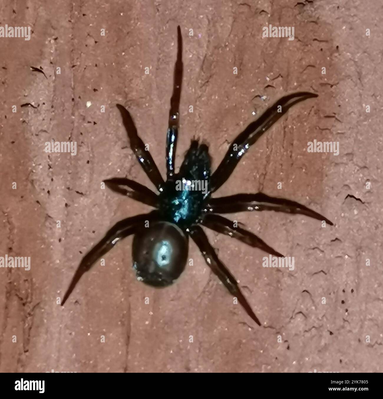 Rabbit Hutch Spider (Steatoda bipunctata Stock Photo - Alamy