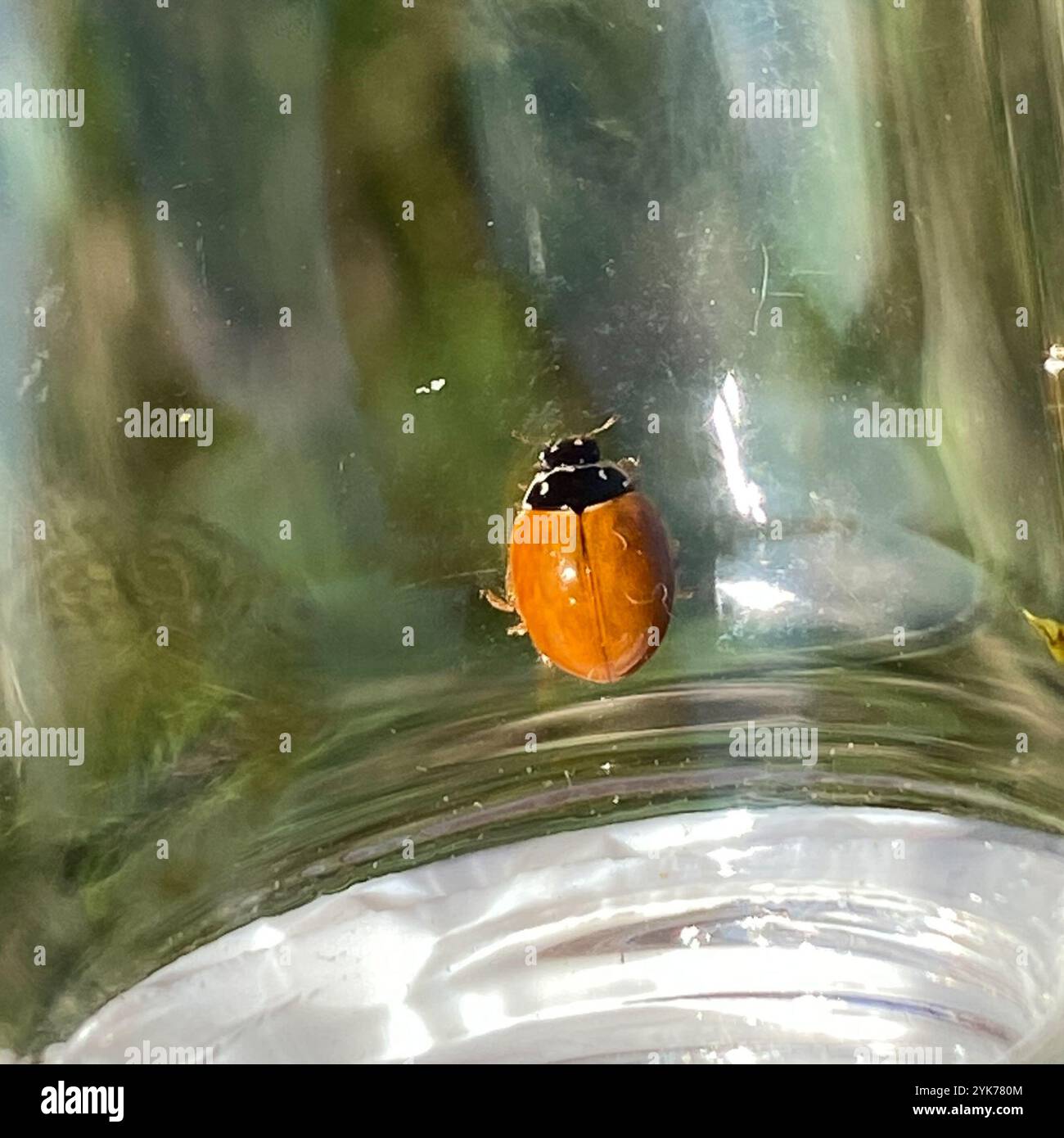 Polished Lady Beetle (Cycloneda munda Stock Photo - Alamy