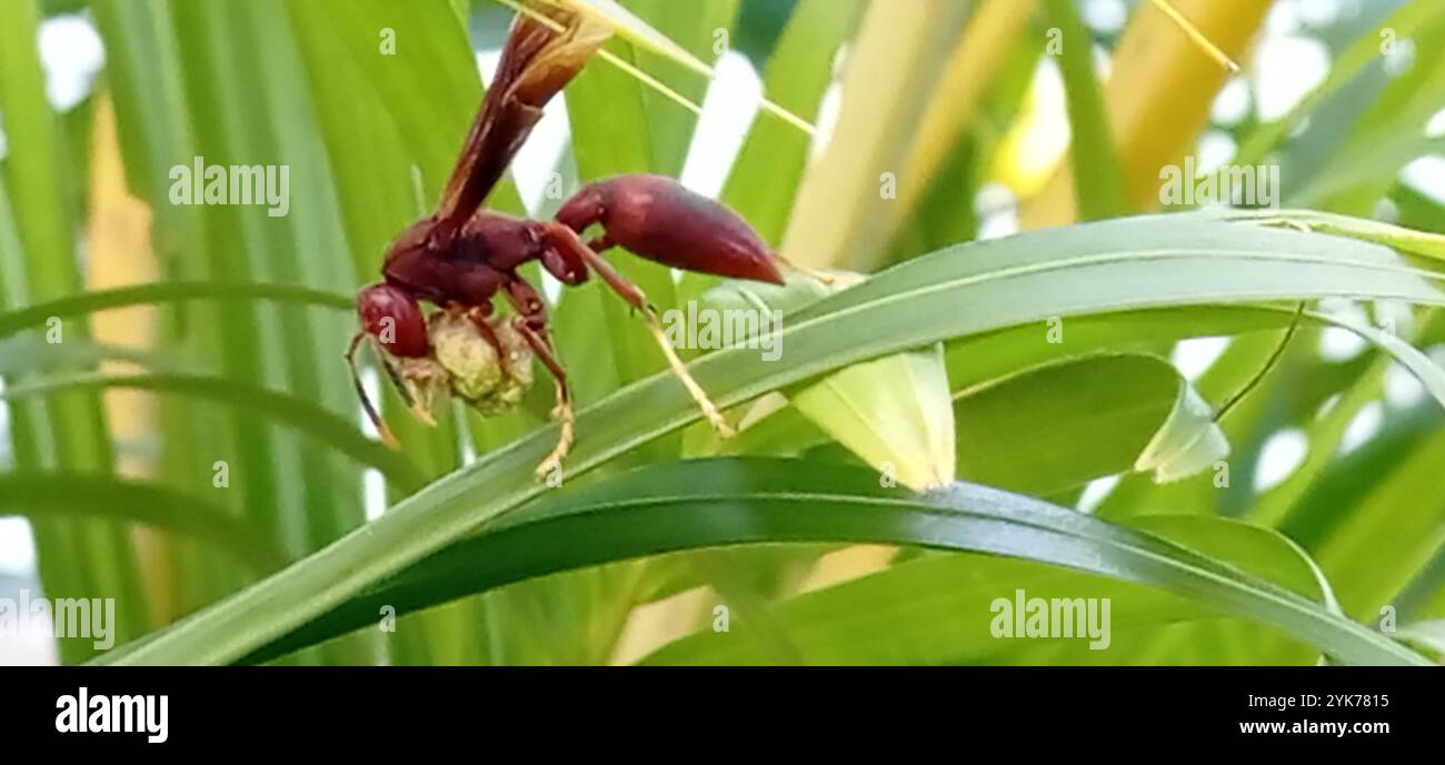 Neotropical Red Paper Wasp (Polistes canadensis Stock Photo - Alamy