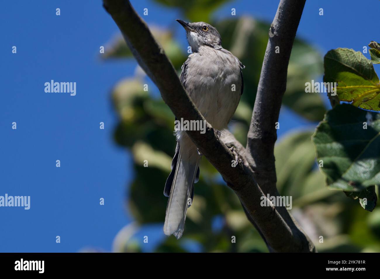 Northern Mockingbird (Mimus polyglottos Stock Photo - Alamy