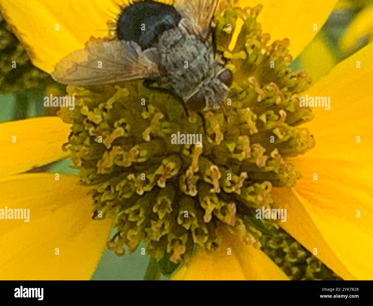 Archytas hi-res stock photography and images - Alamy
