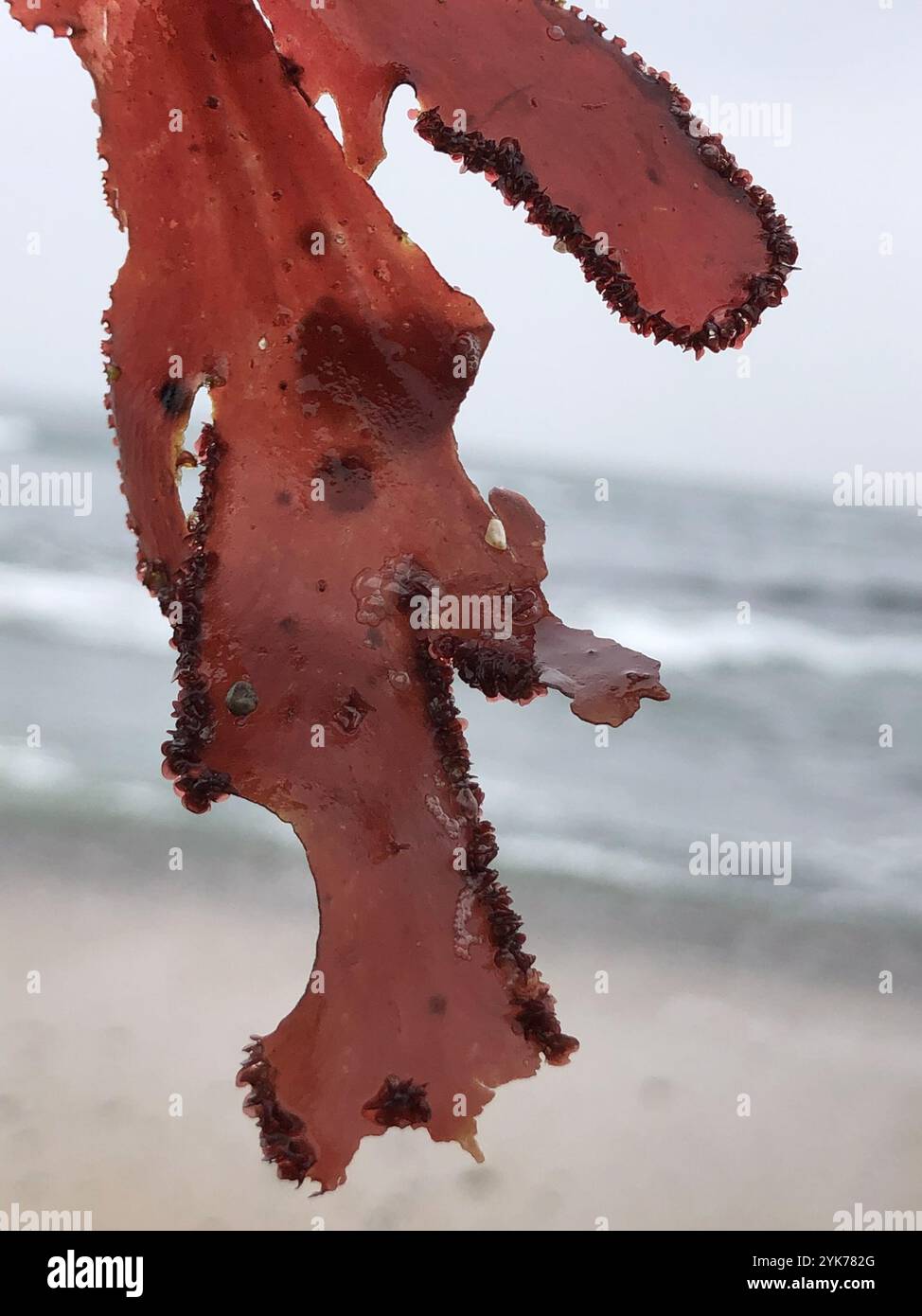 Grape Tongue (Cryptopleura ruprechtiana Stock Photo - Alamy