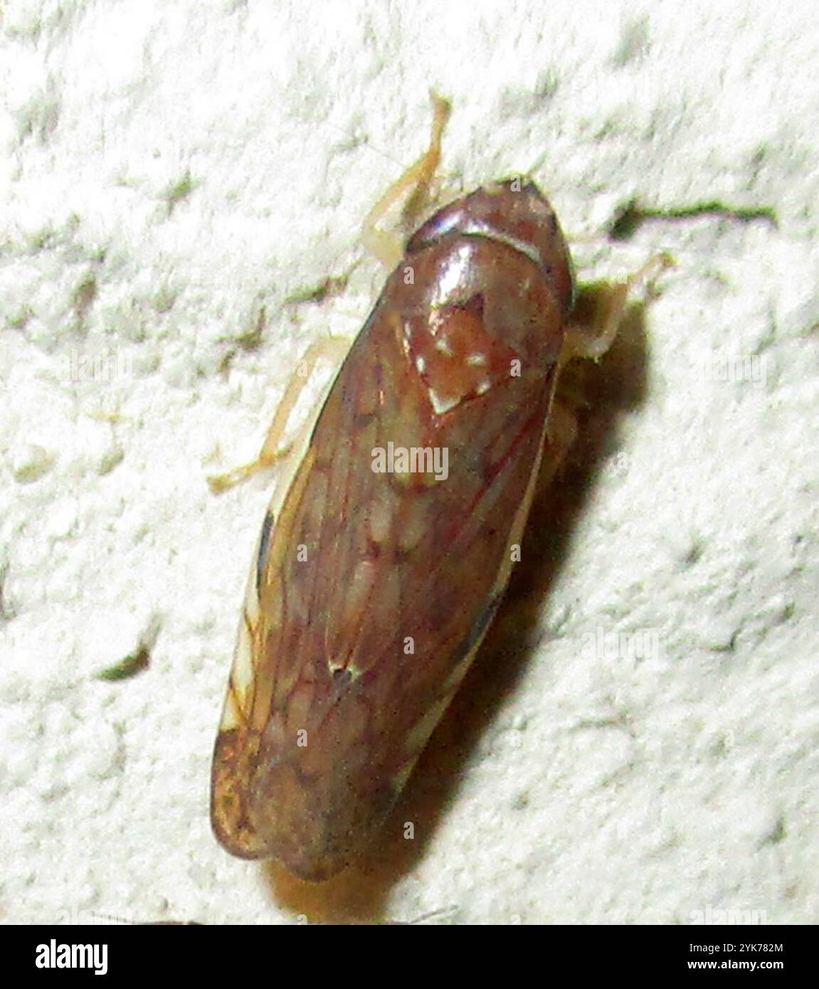 Typical Leafhoppers (Cicadellidae Stock Photo - Alamy