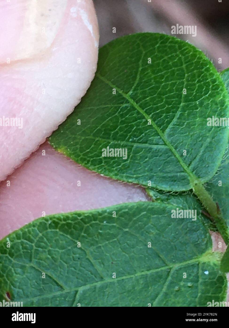 Little-leaf Tick-clover (Desmodium ciliare Stock Photo - Alamy