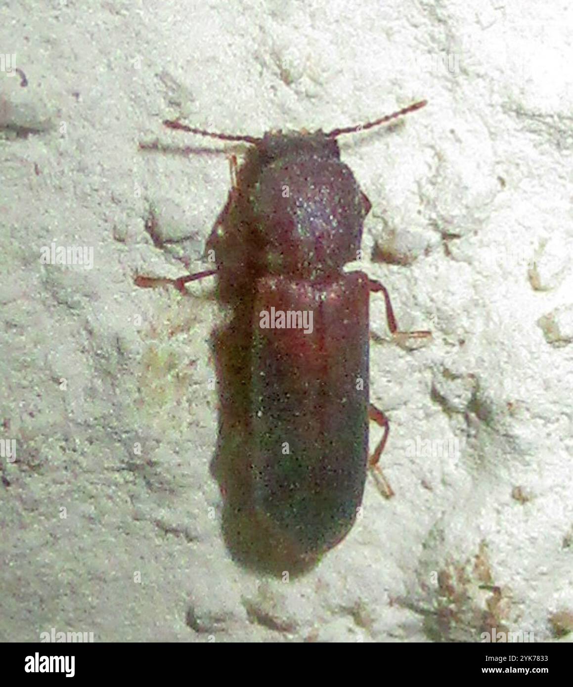 Auger Beetles (Bostrichidae Stock Photo - Alamy