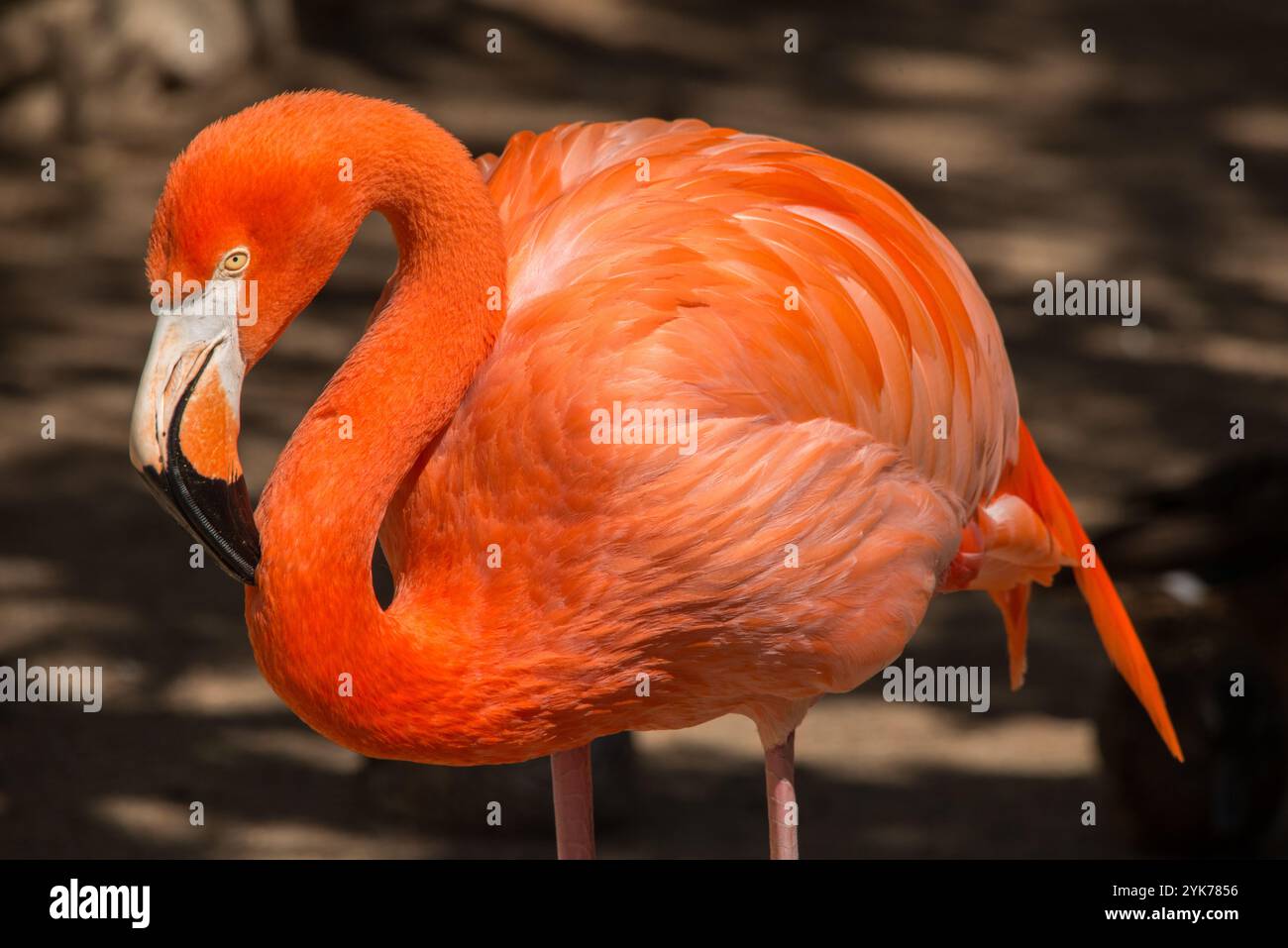 Long legs exhibit hi-res stock photography and images - Alamy