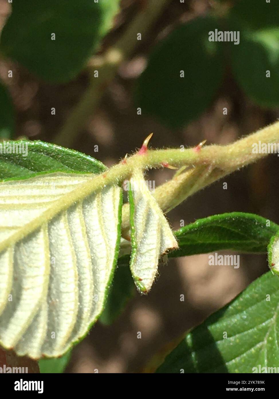 Rubus cuneifolius hi-res stock photography and images - Alamy