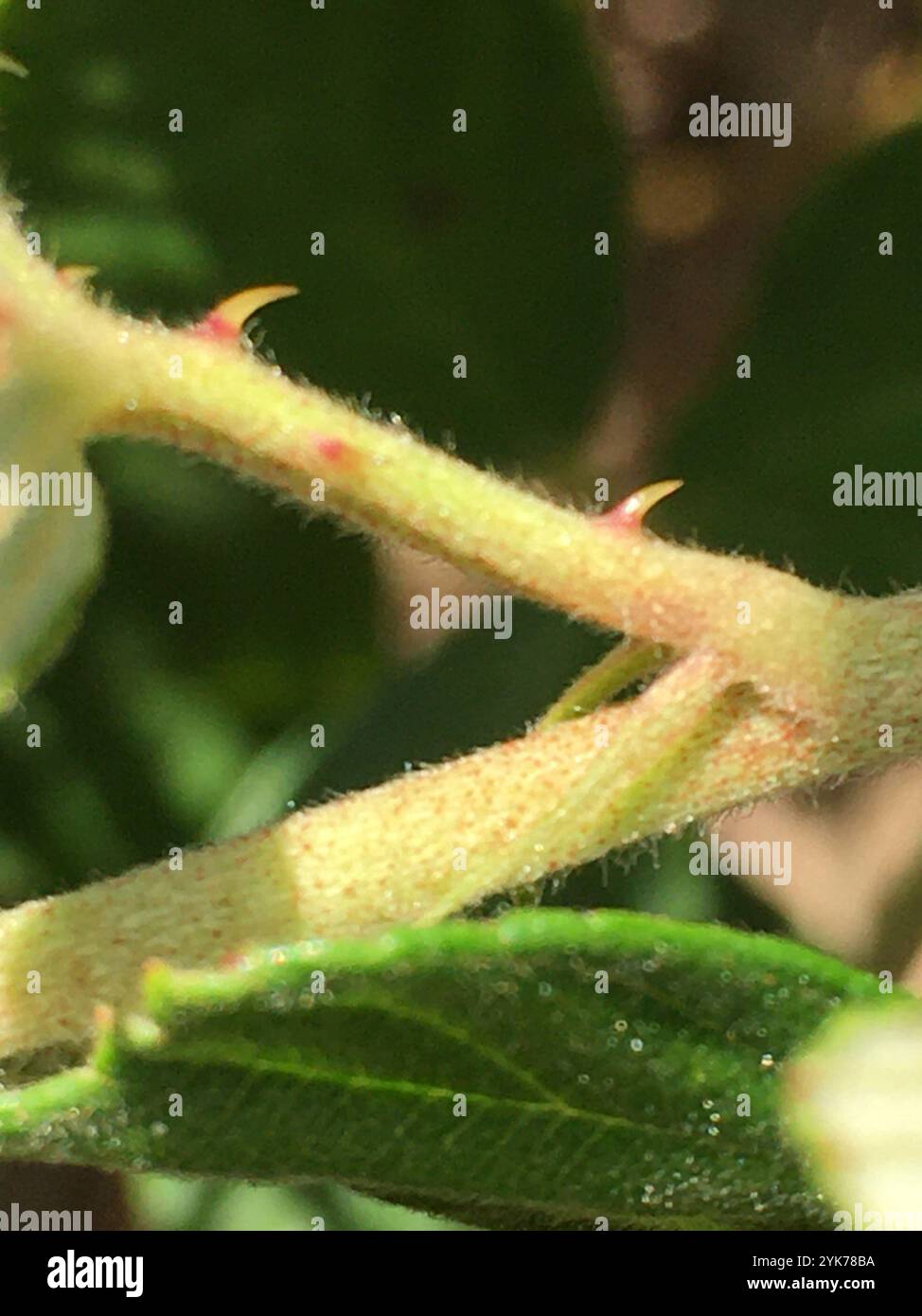Rubus cuneifolius hi-res stock photography and images - Alamy