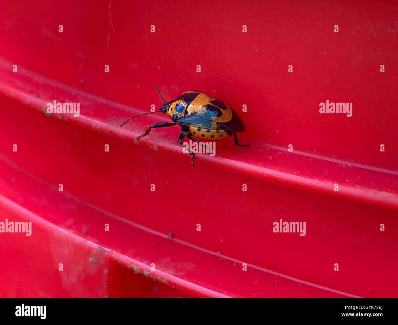 Anchor stink bug hi-res stock photography and images - Alamy
