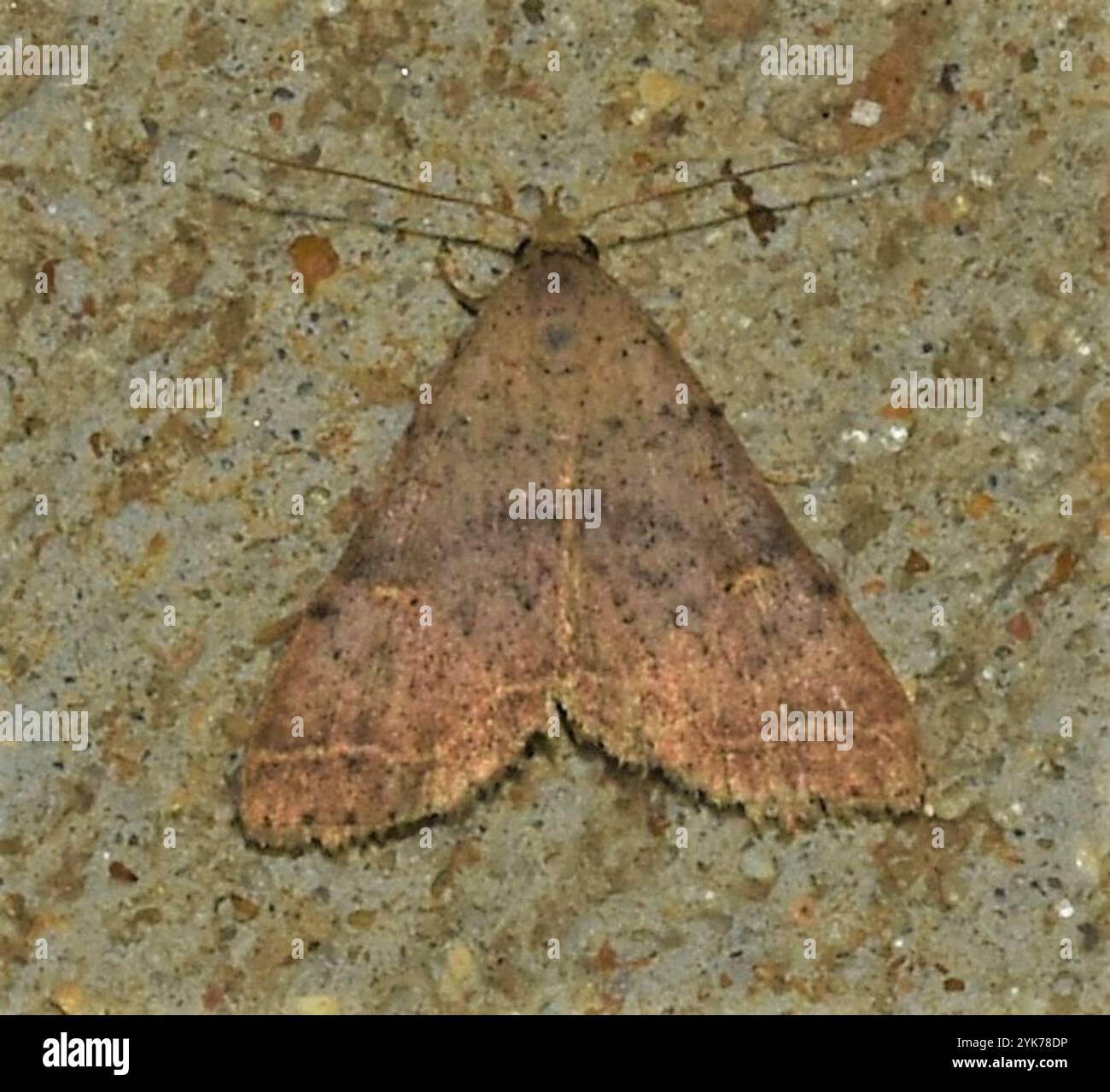 Dotted Renia Moth (Renia salusalis Stock Photo - Alamy