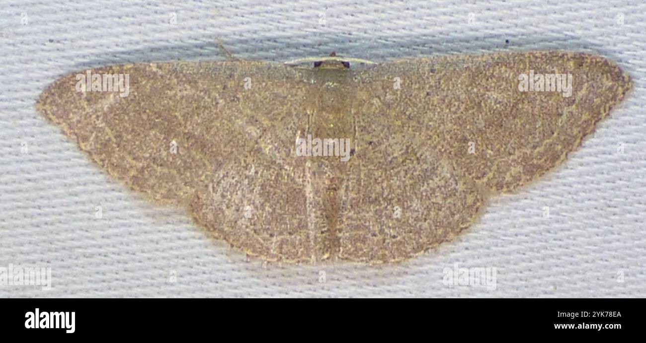 Common Tan Wave (Pleuroprucha insulsaria Stock Photo - Alamy