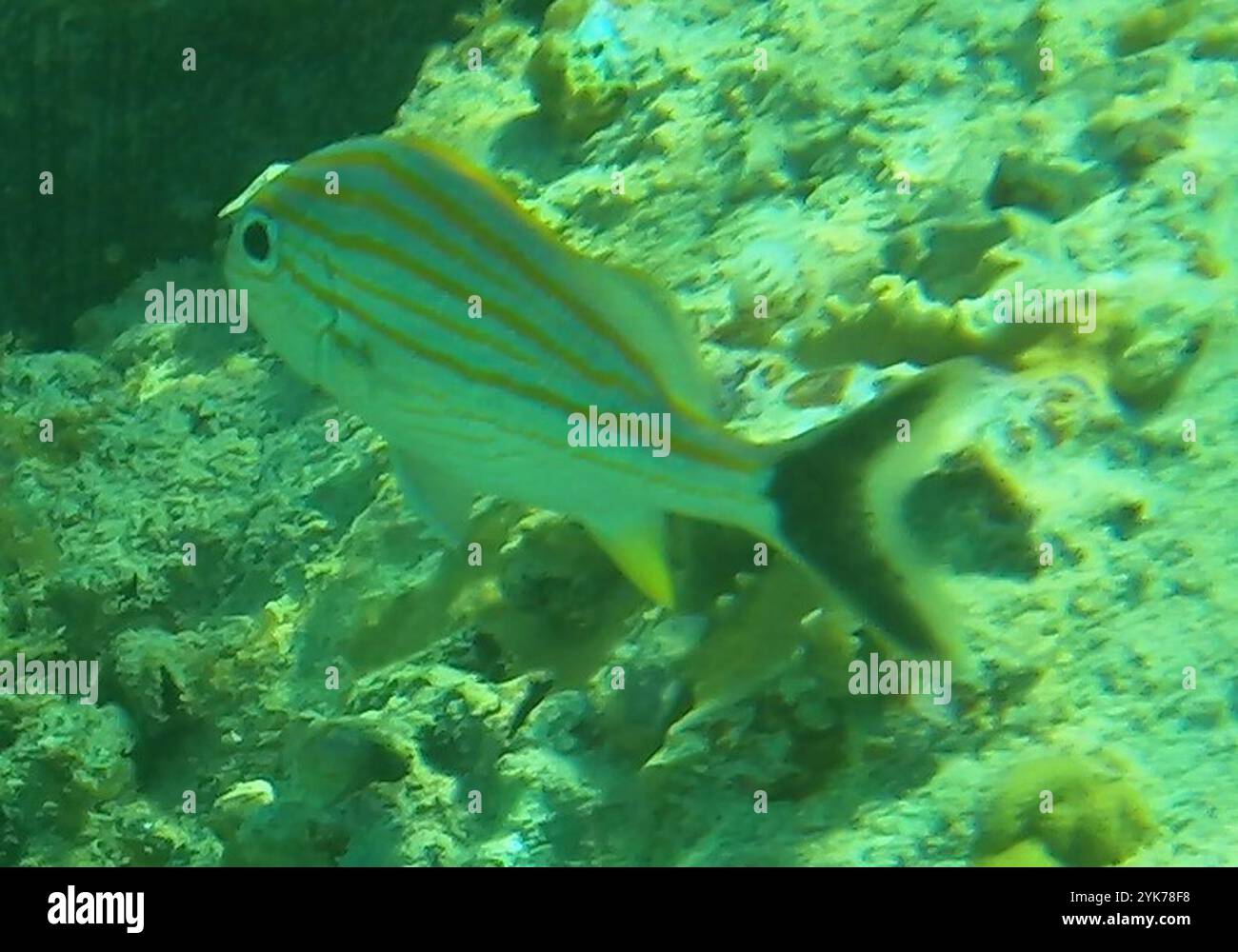 Caesar Grunt (Haemulon carbonarium Stock Photo - Alamy