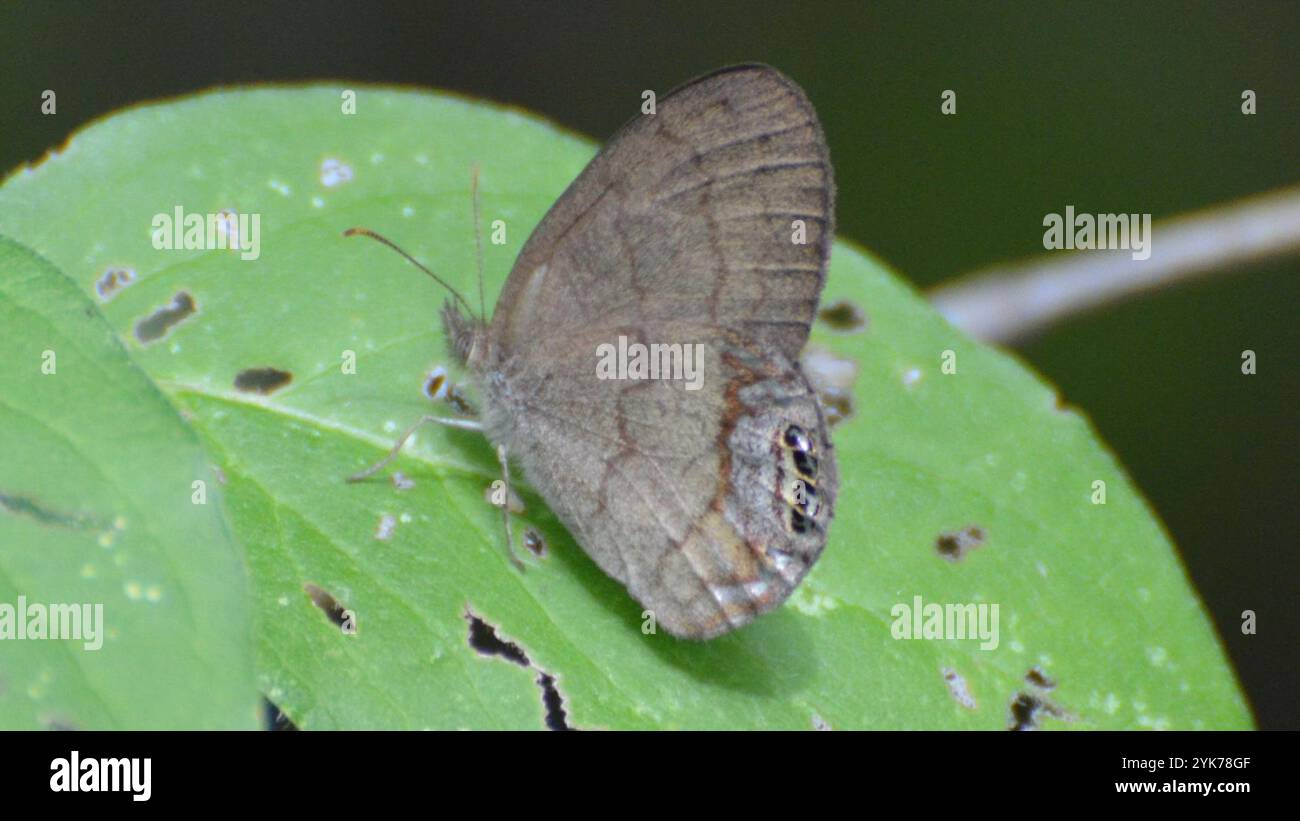 Eastern Gemmed-Satyr (Cyllopsis gemma Stock Photo - Alamy