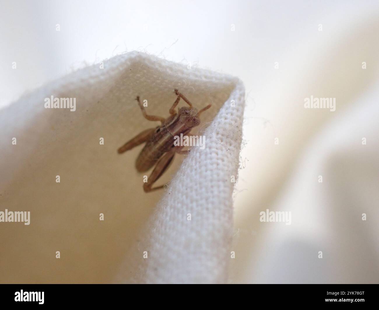 Spur-throated Grasshoppers (Melanoplinae Stock Photo - Alamy