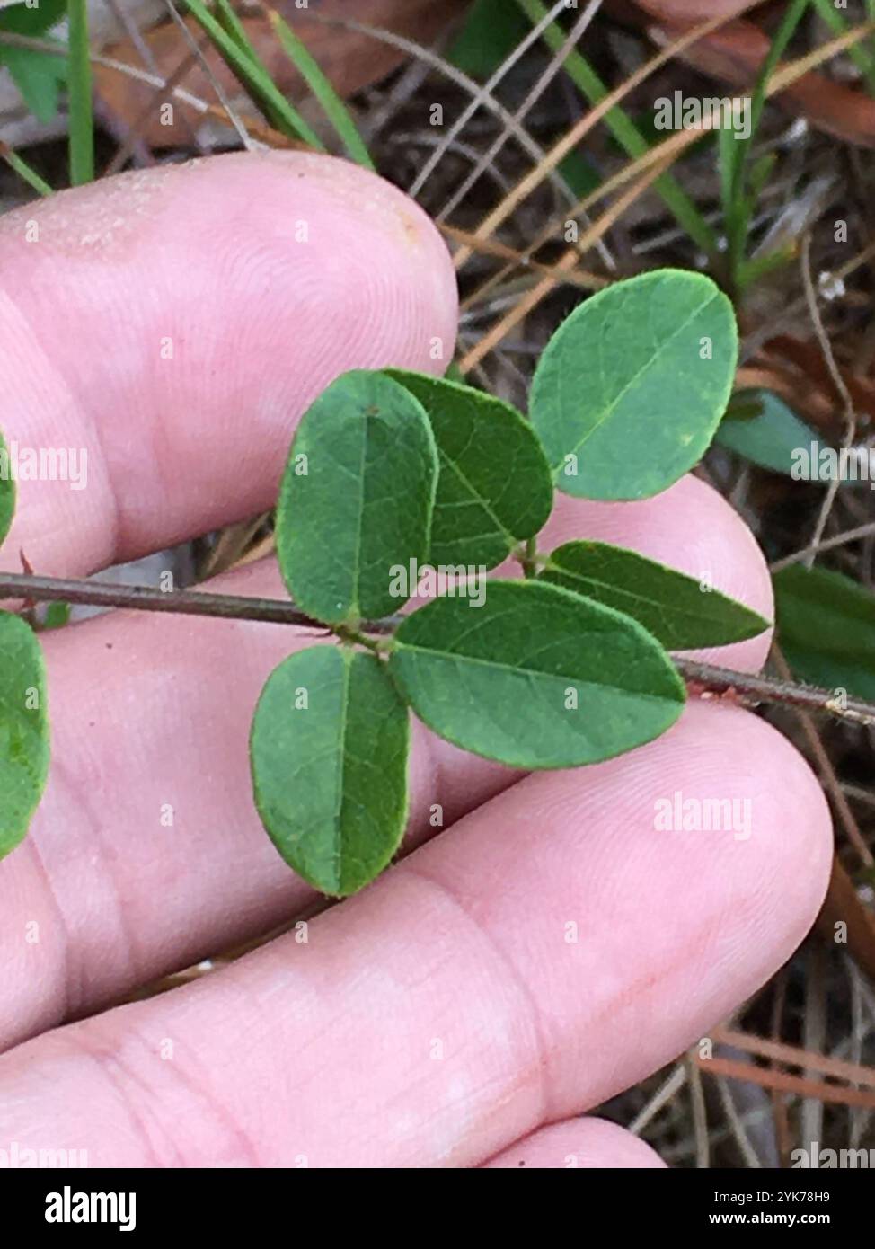 Little-leaf Tick-clover (Desmodium ciliare Stock Photo - Alamy