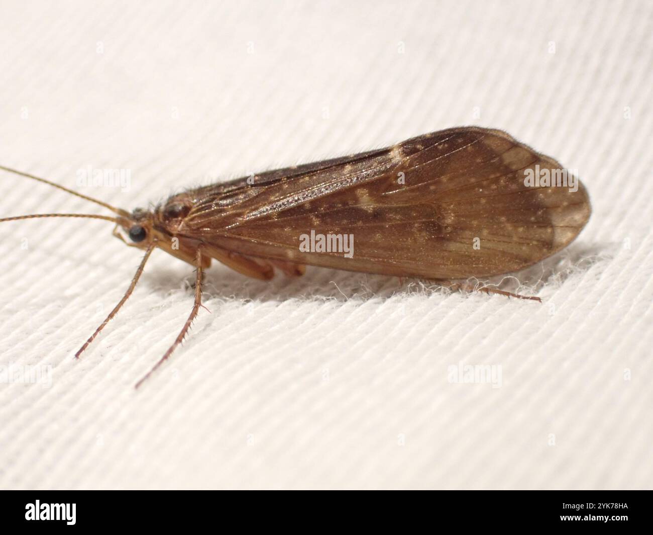 Northern Caddisflies (Limnephilidae Stock Photo - Alamy