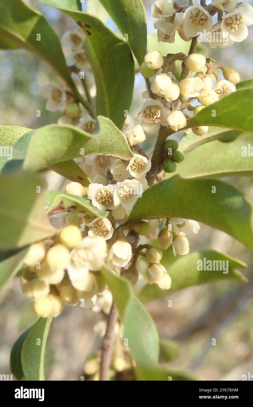 Magic Gwarrie (Euclea divinorum Stock Photo - Alamy