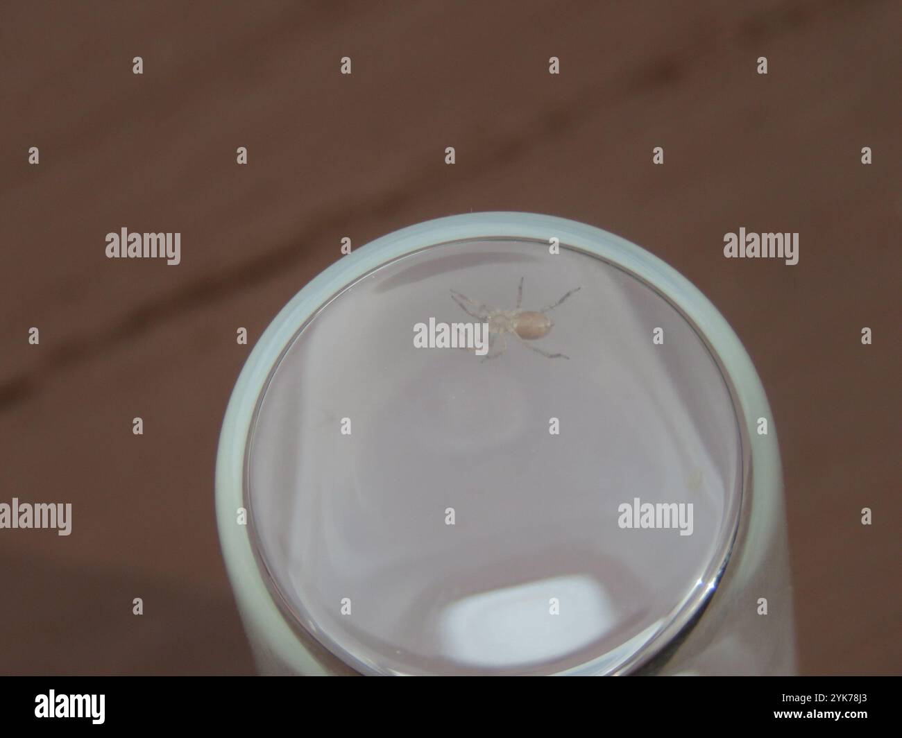 Ghost Spiders (Anyphaenidae Stock Photo - Alamy