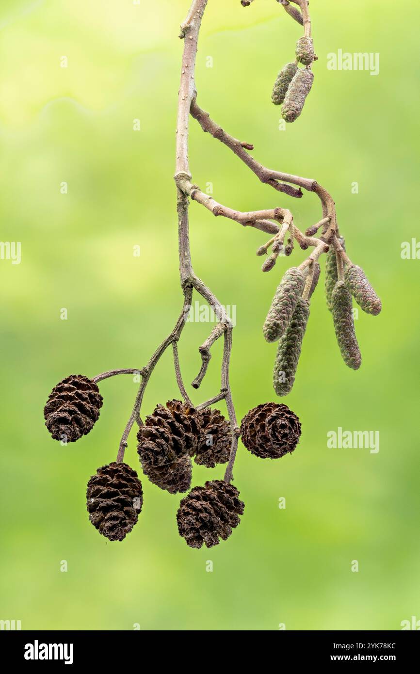 catkin and seed cone of common alder, Alnus glutinosa, Norfolk, United ...