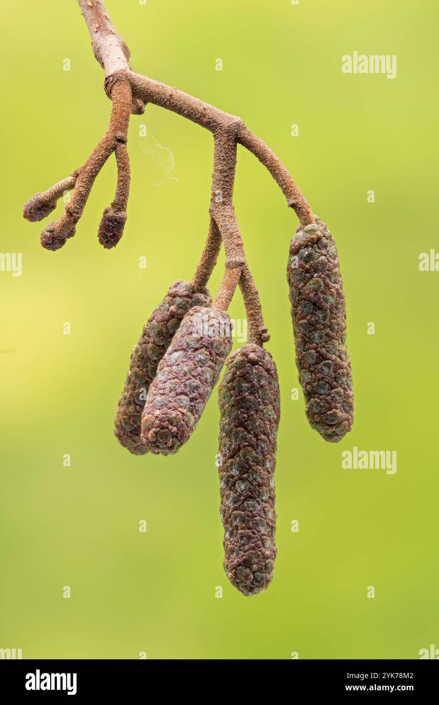 catkin of common alder, Alnus glutinosa, Norfolk, United Kingdom, 17 ...