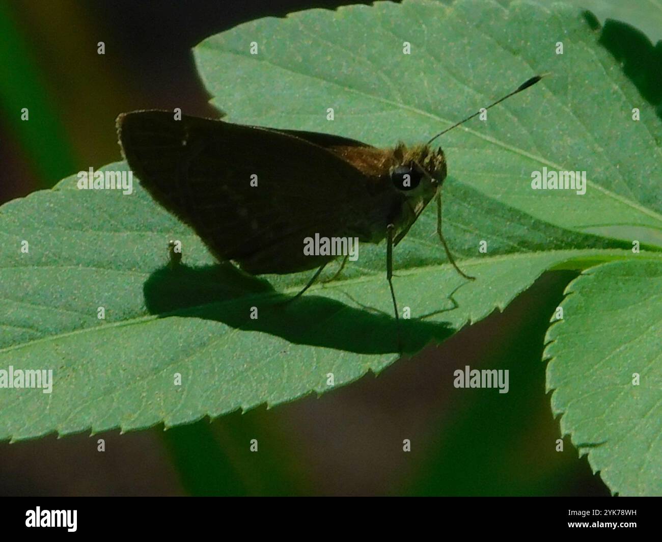 Three-spotted Skipper (Cymaenes tripunctus Stock Photo - Alamy