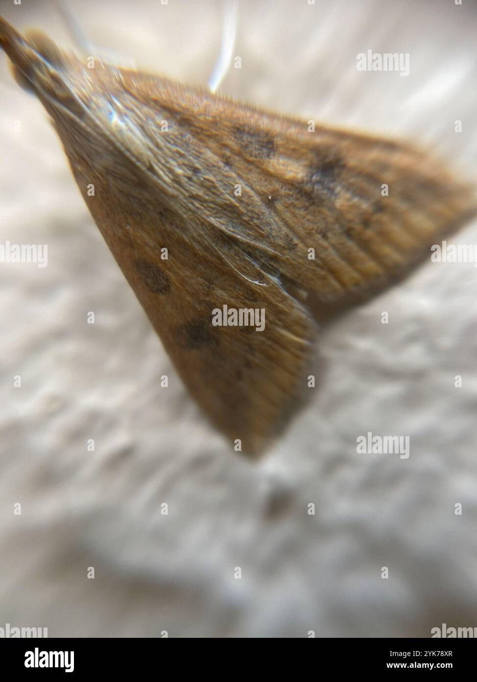 Rusty dot pearl hi-res stock photography and images - Alamy
