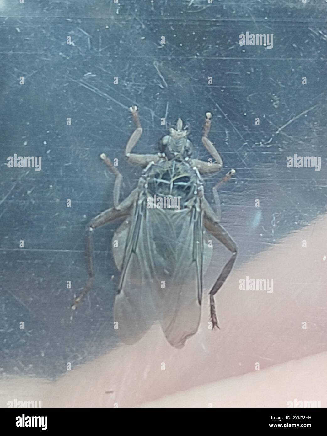 Pigeon Louse Fly (Pseudolynchia canariensis Stock Photo - Alamy