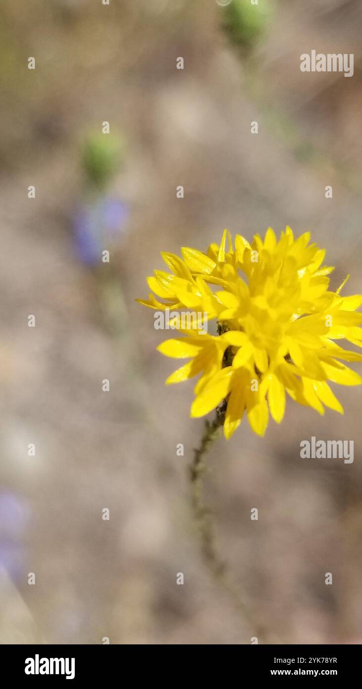 Valley Lessingia (Lessingia glandulifera Stock Photo - Alamy