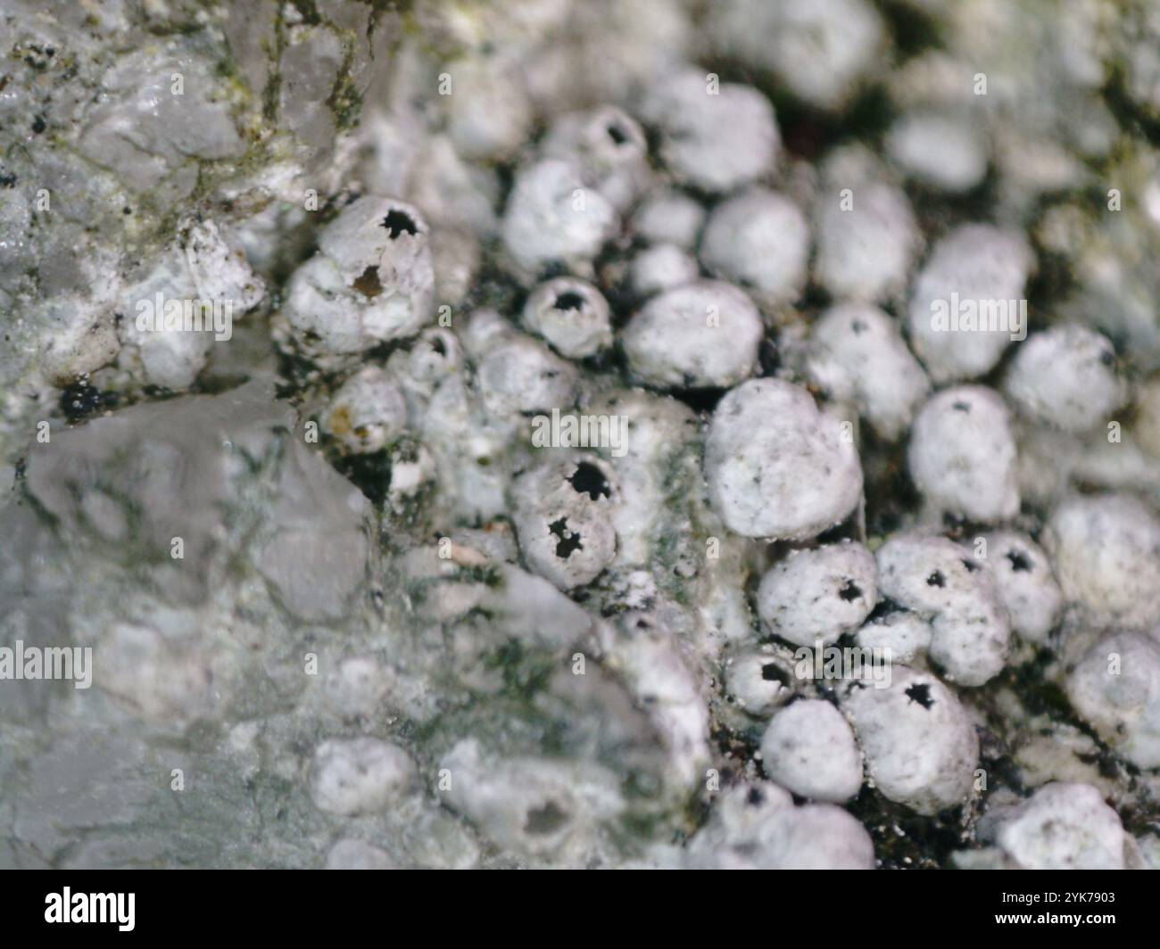 wart lichens, water lichens, and allies (Pertusariales Stock Photo - Alamy
