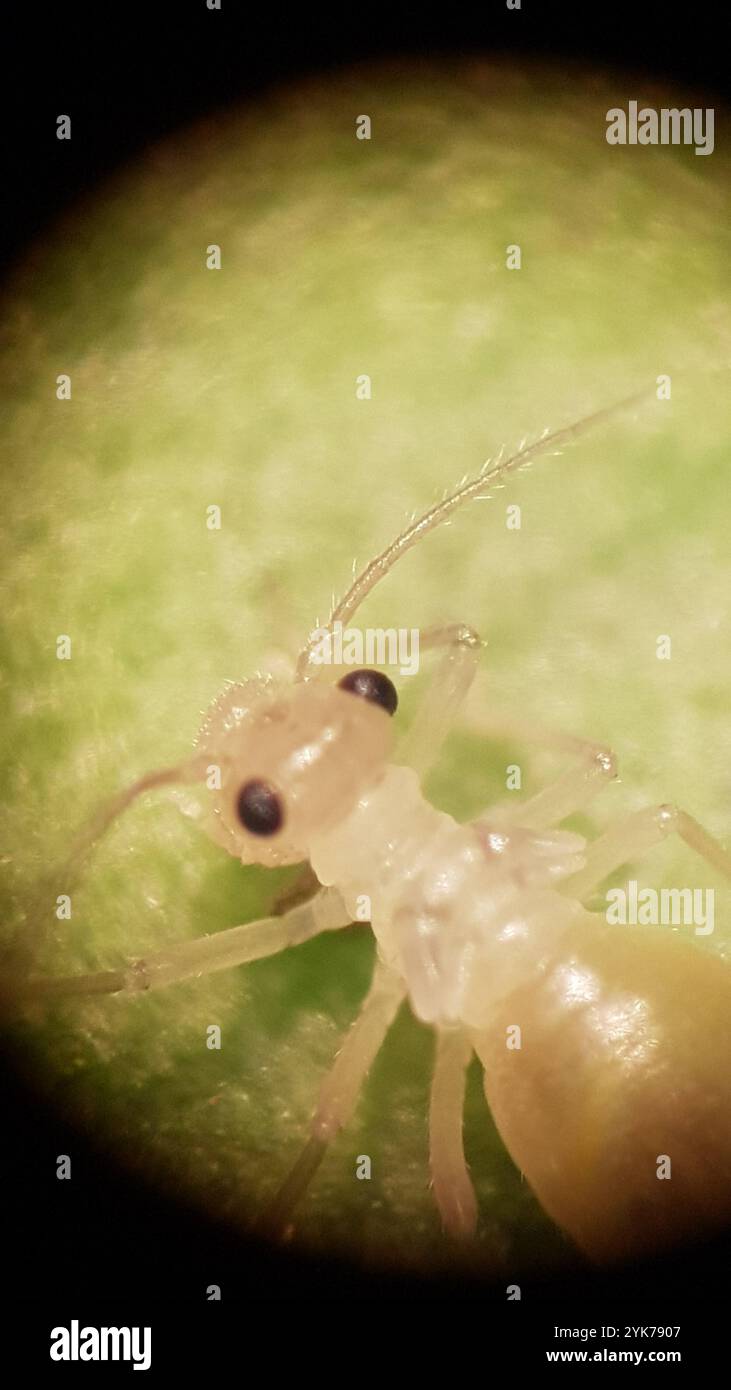 Barklice, Booklice, and Parasitic Lice (Psocodea Stock Photo - Alamy