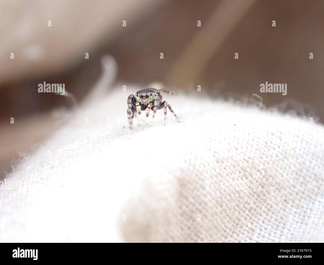 The sassacus hi-res stock photography and images - Alamy