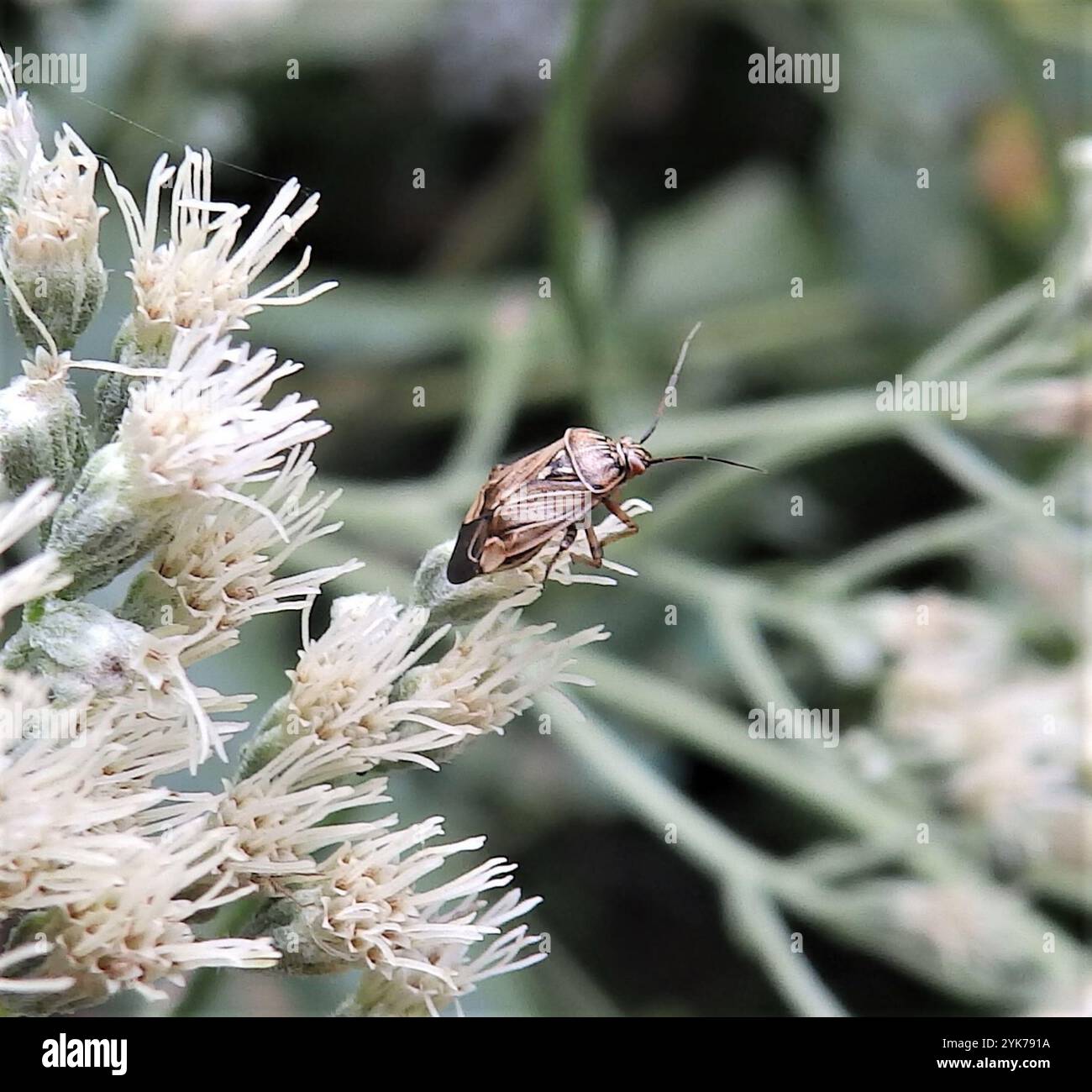 North American Tarnished Plant Bug (Lygus lineolaris Stock Photo - Alamy