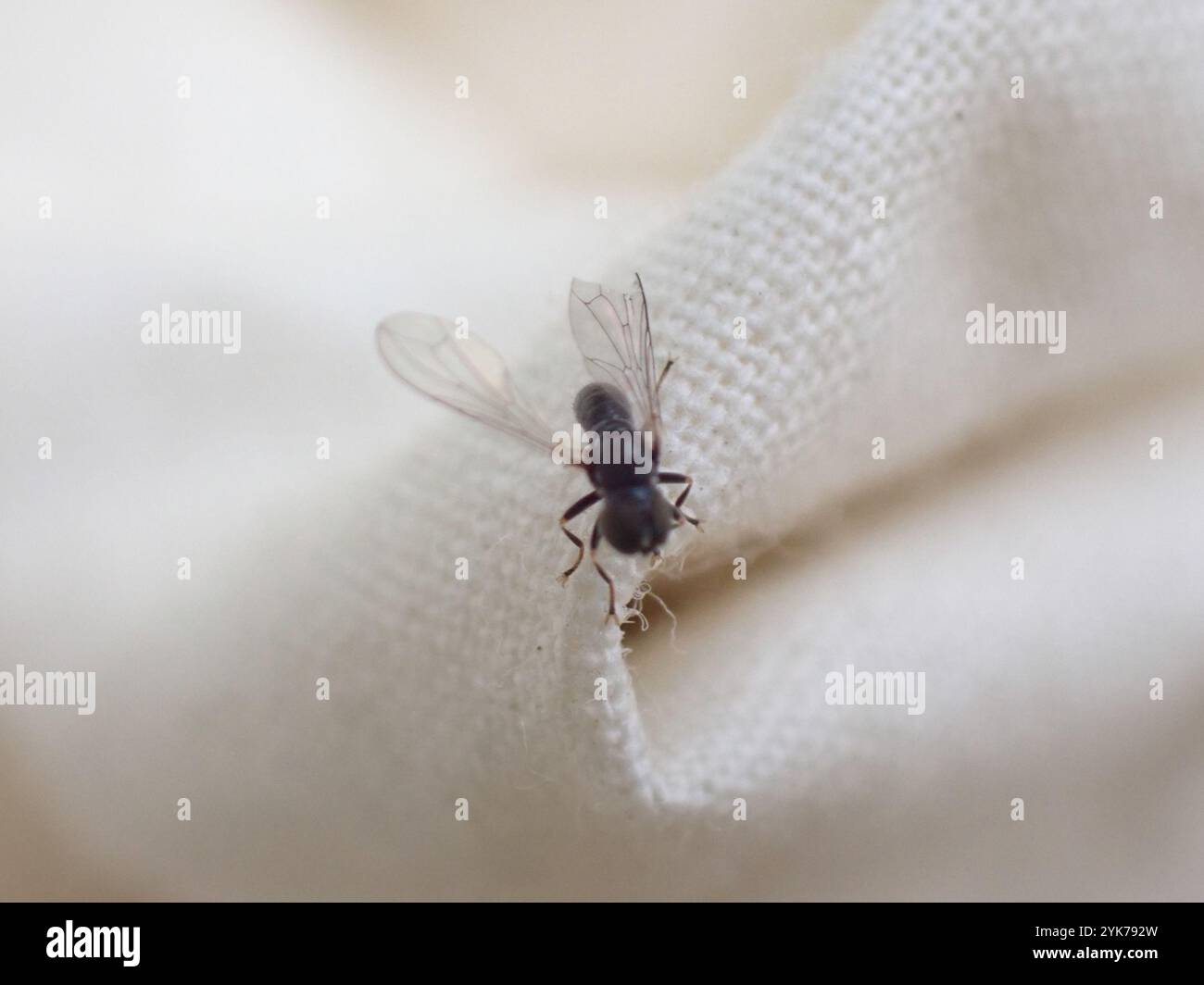 Big-headed Flies (Pipunculidae Stock Photo - Alamy