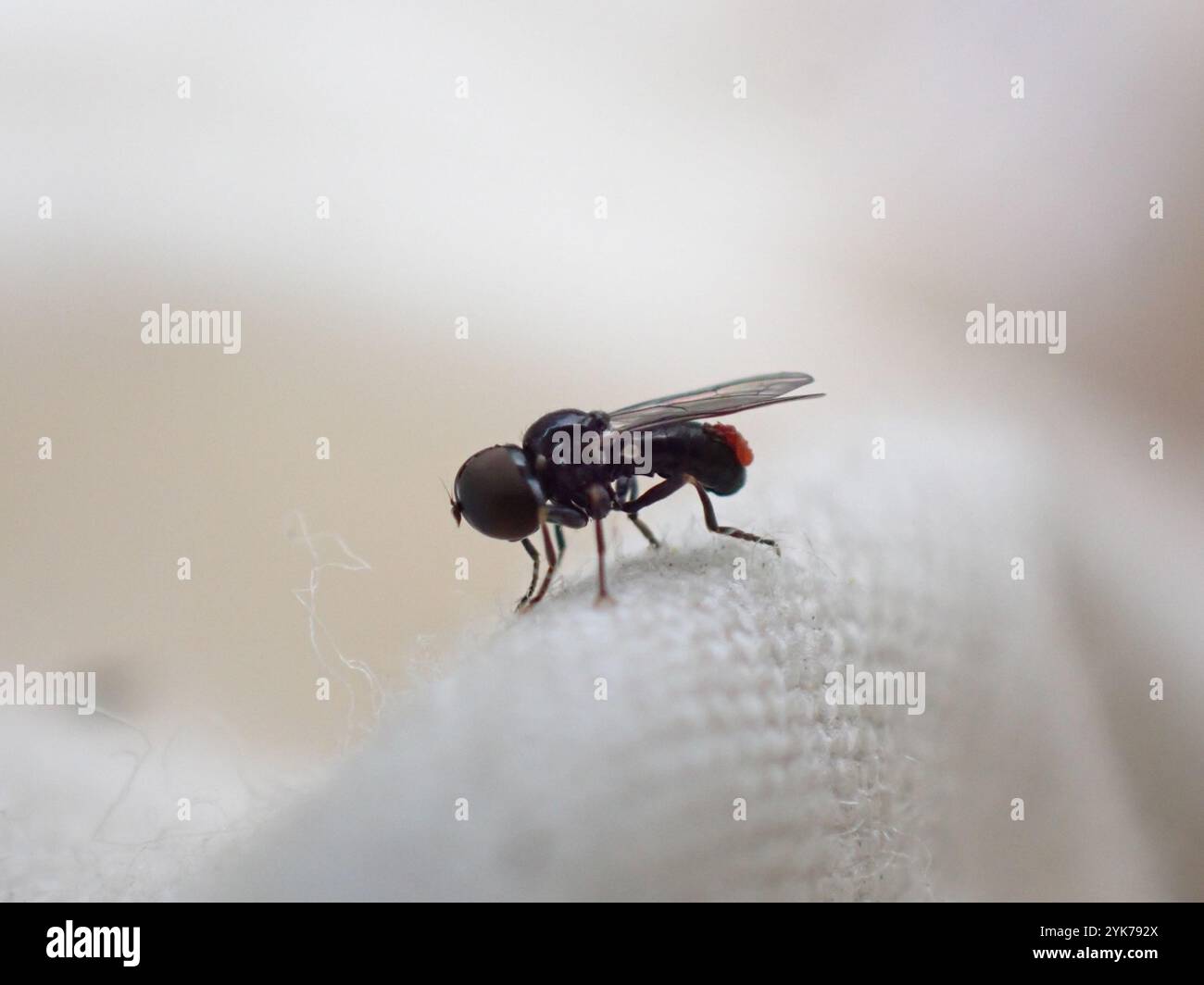 Big-headed Flies (Pipunculidae Stock Photo - Alamy