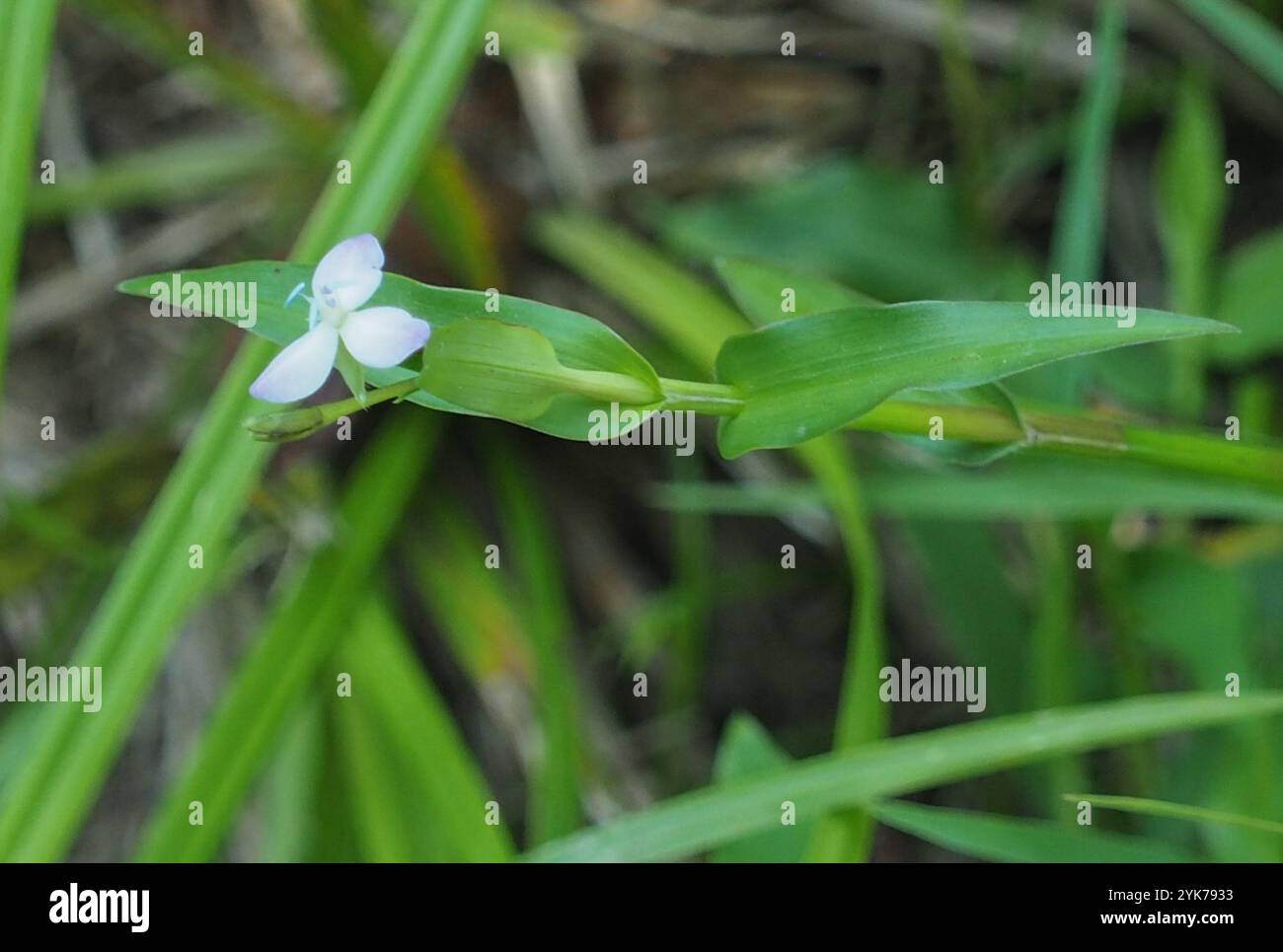 marsh dewflower (Murdannia keisak Stock Photo - Alamy