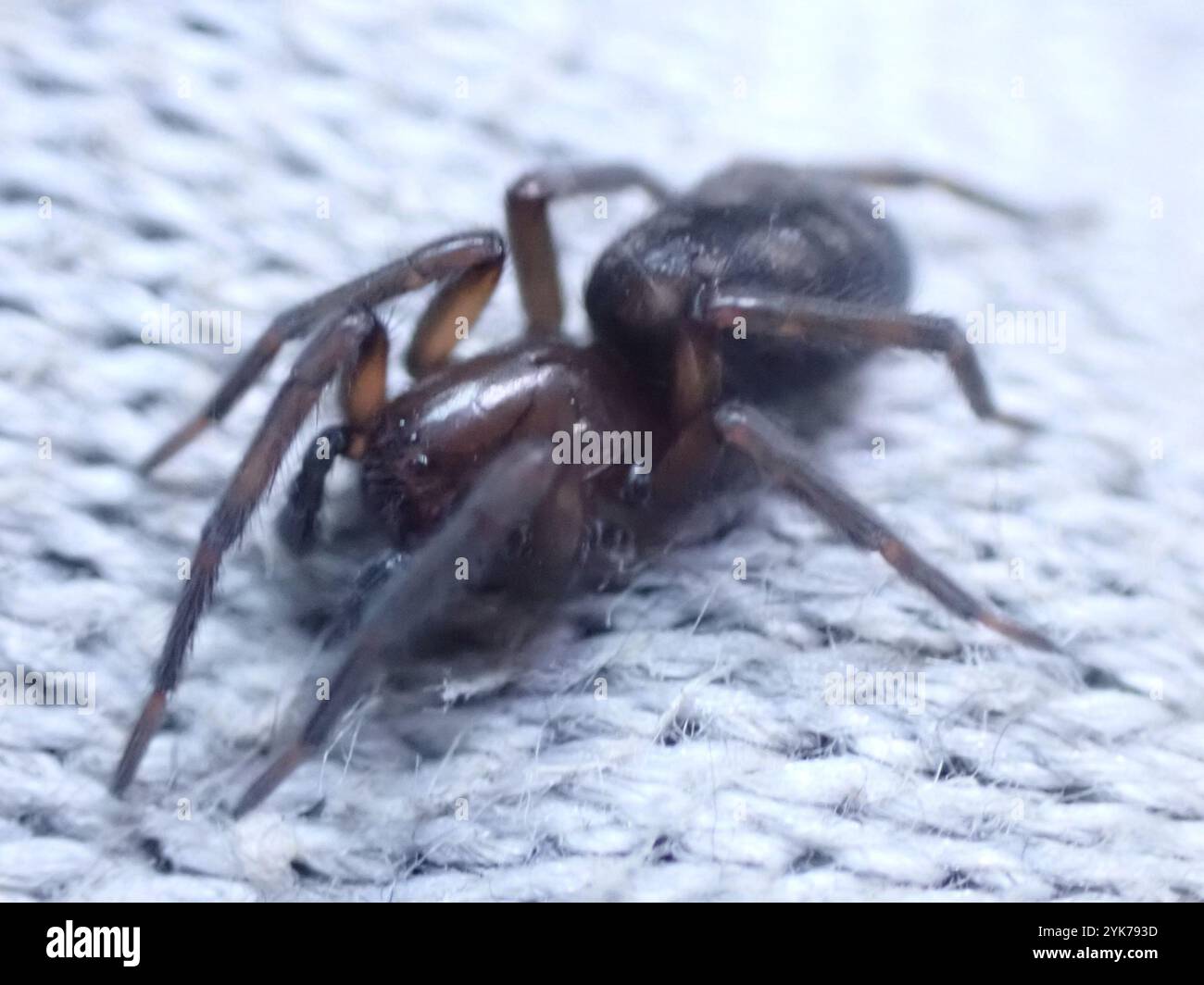 Soft Spiders (Cybaeidae Stock Photo - Alamy