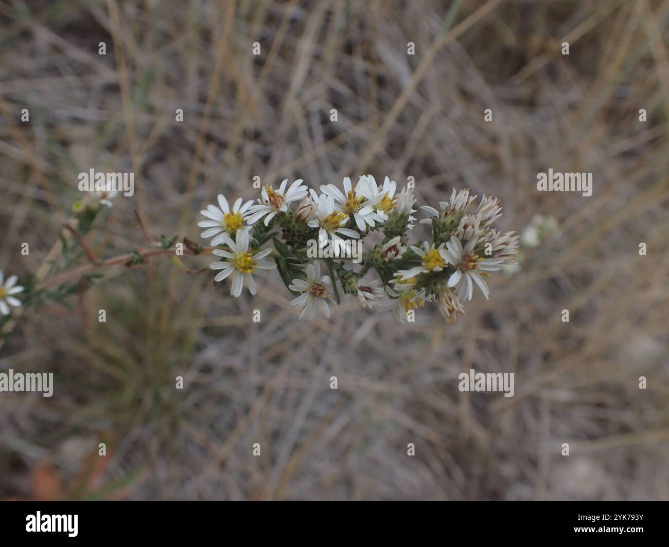 white heath aster (Symphyotrichum ericoides Stock Photo - Alamy