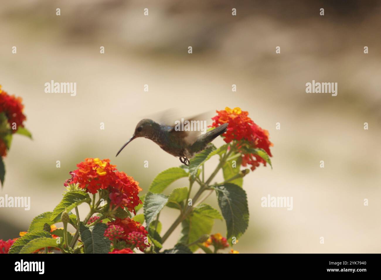 Sapphire-spangled Emerald (Chionomesa lactea Stock Photo - Alamy