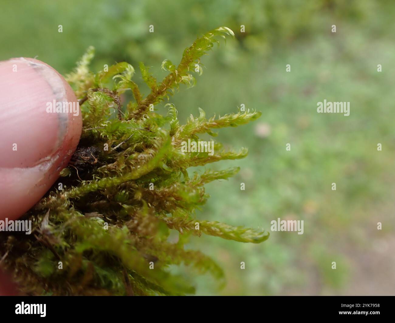 Kneiff's hook-moss (Drepanocladus aduncus Stock Photo - Alamy
