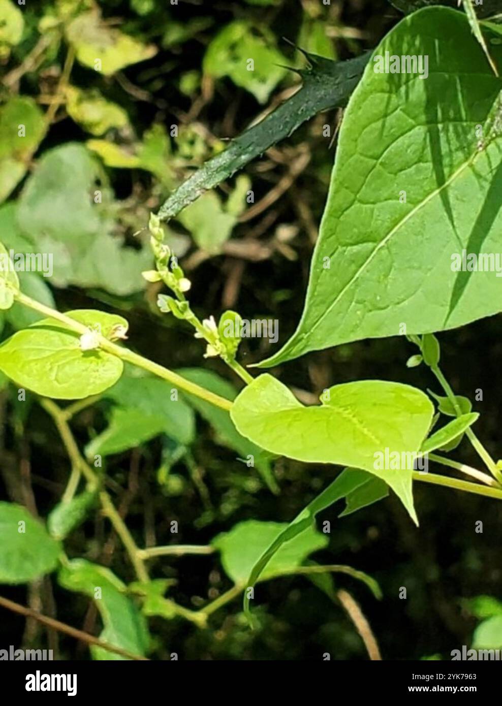 climbing false buckwheat (Fallopia scandens Stock Photo - Alamy