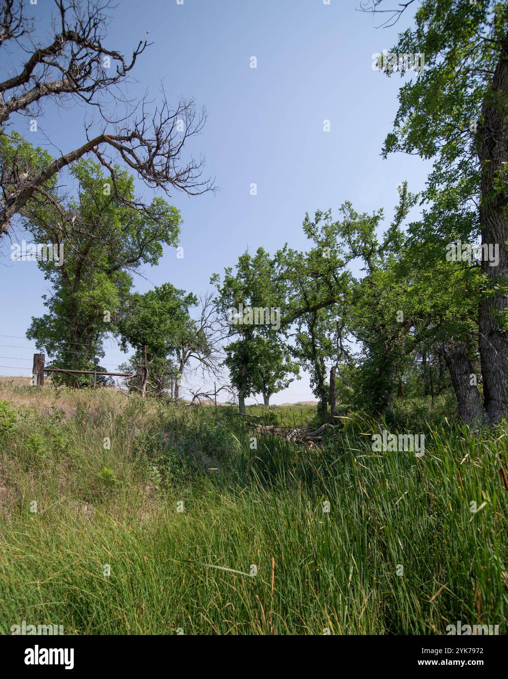 Cammack Buffalo Ranch owners John and Melanie Cammack operate a 13,000 ...