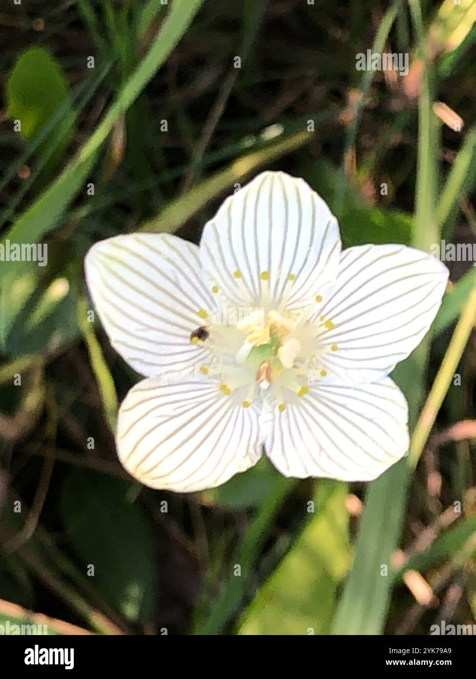 fen grass of Parnassus (Parnassia glauca Stock Photo - Alamy