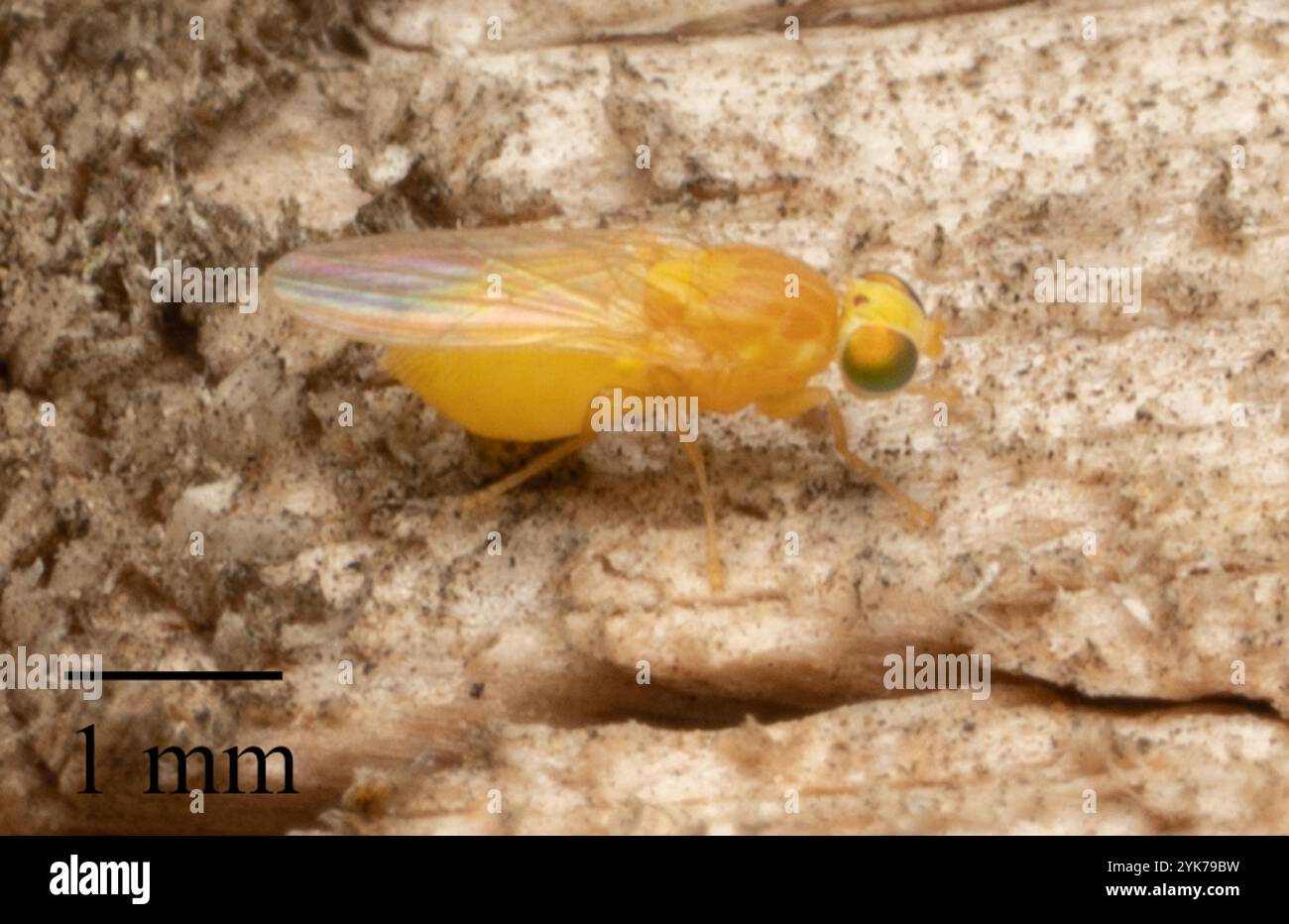 Chyromyidae hi-res stock photography and images - Alamy
