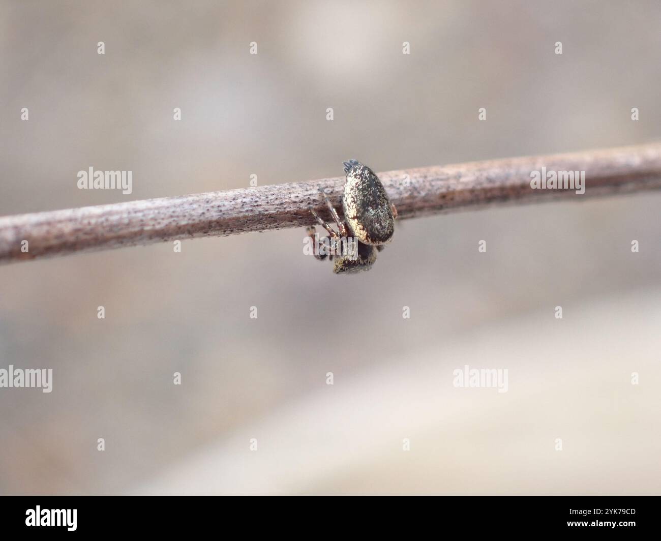 Leaf-beetle Jumping Spiders (Sassacus Stock Photo - Alamy