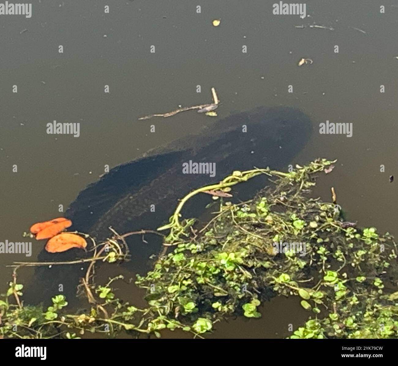 Sailfin Catfishes (Pterygoplichthys Stock Photo - Alamy