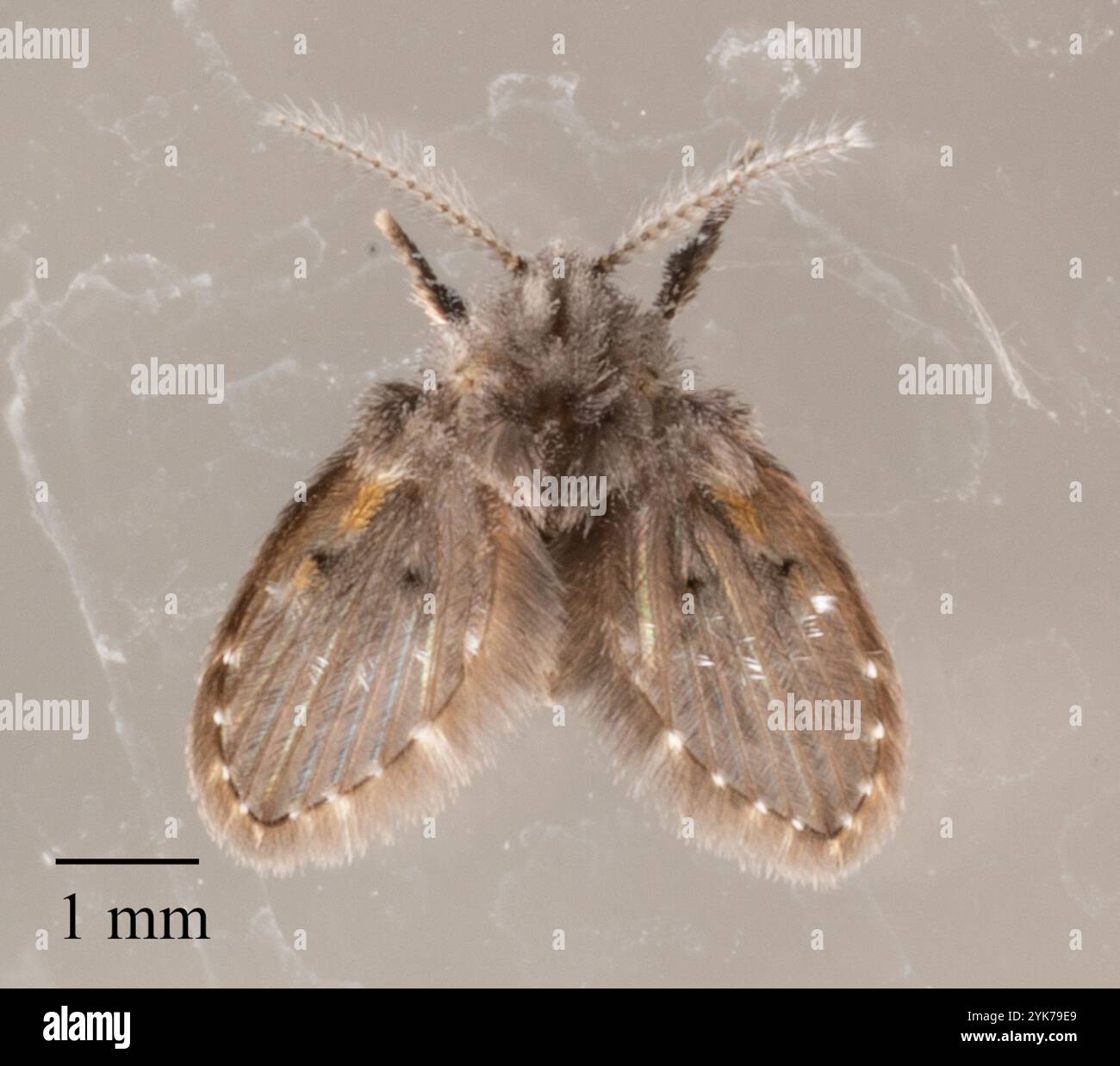 Bathroom Moth Fly (Clogmia albipunctata Stock Photo - Alamy