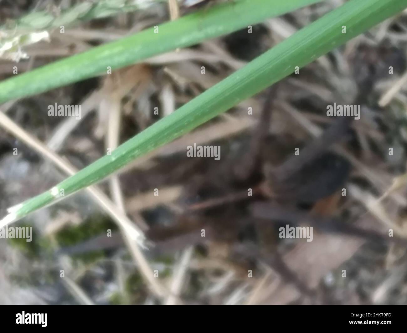 Wetland Giant Wolf Spider (Tigrosa helluo Stock Photo - Alamy