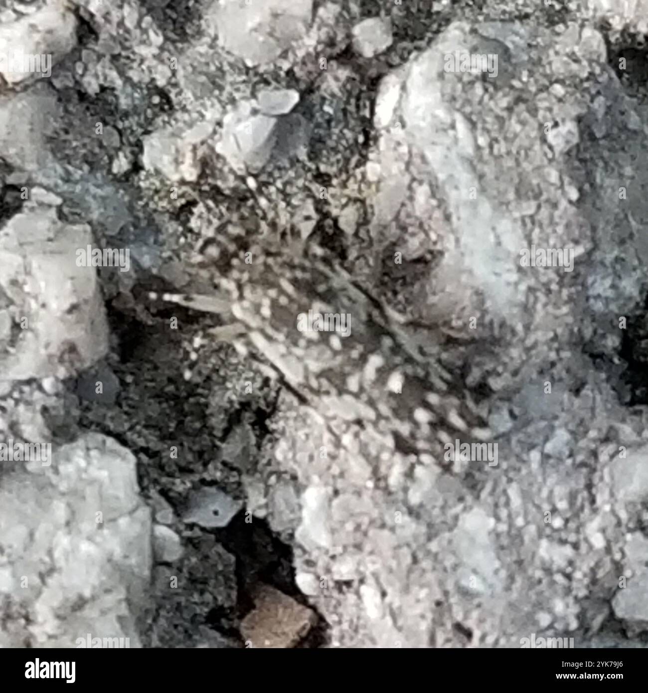 Barklice, Booklice, and Parasitic Lice (Psocodea Stock Photo - Alamy