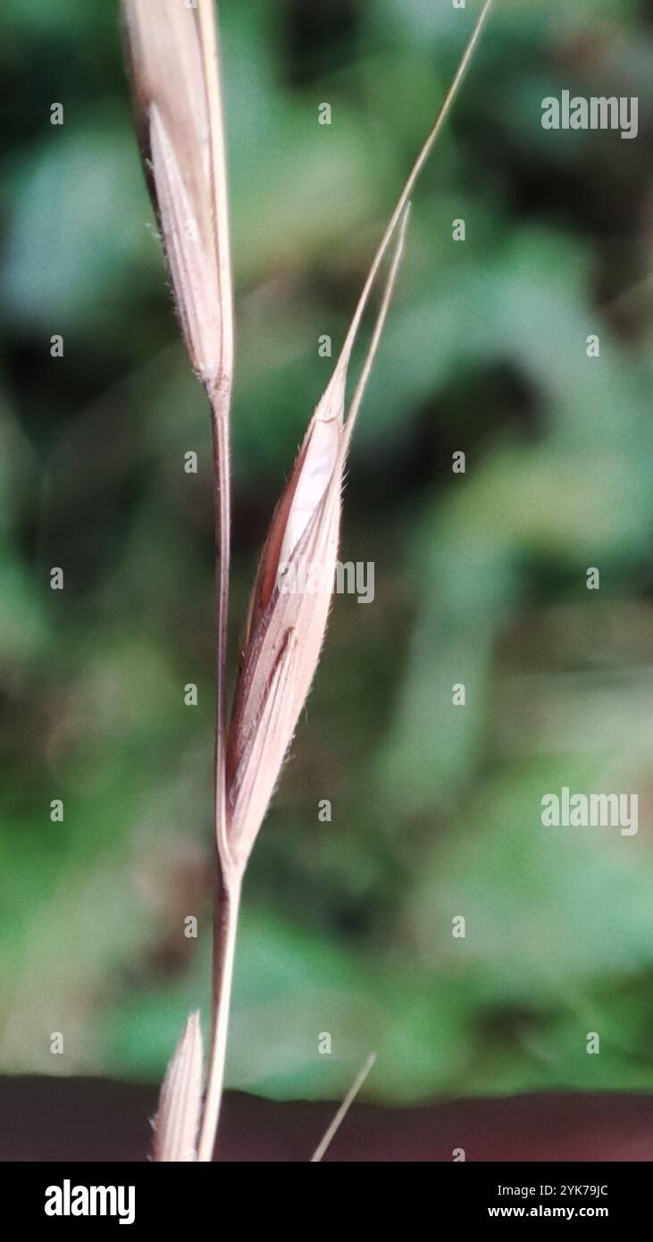 Slender False Brome (Brachypodium sylvaticum Stock Photo - Alamy